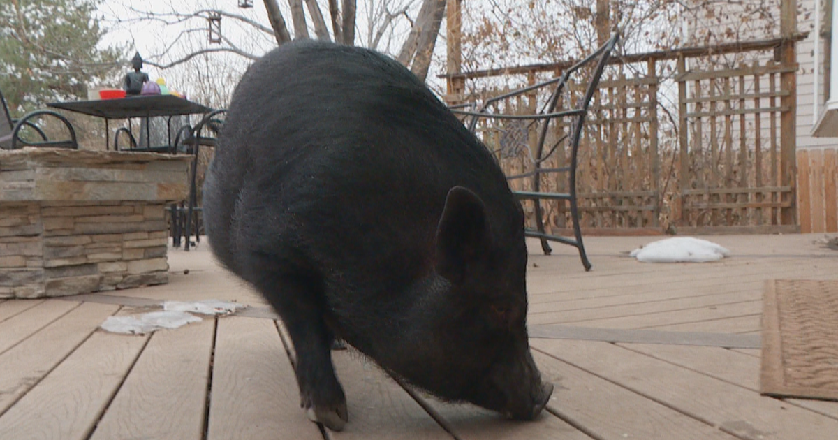 Some Lafayette Residents Push For Pot-Bellied Pig Limit Increase - CBS ...