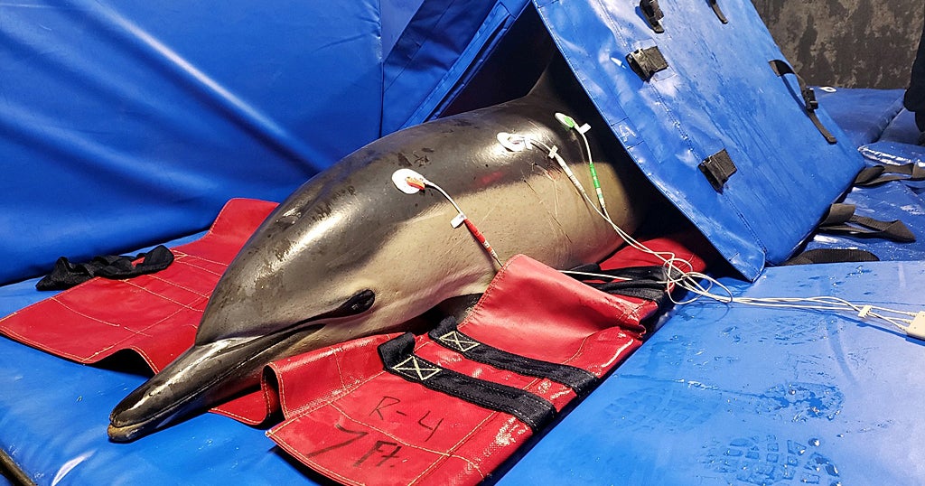 Wellfleet IFAW Animal Rescue Team Saves Pregnant Dolphin - CBS Boston