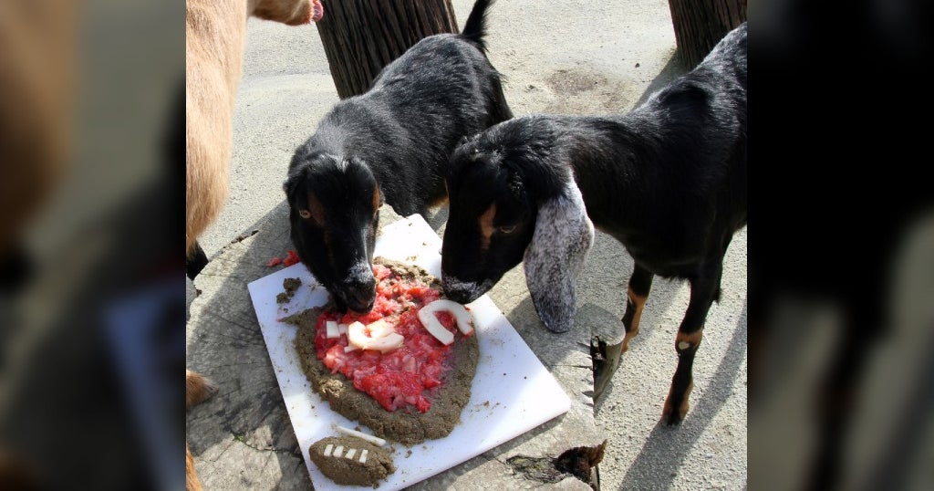 Goat Naming Rights On Line In Super Bowl Bet Between San Francisco ...