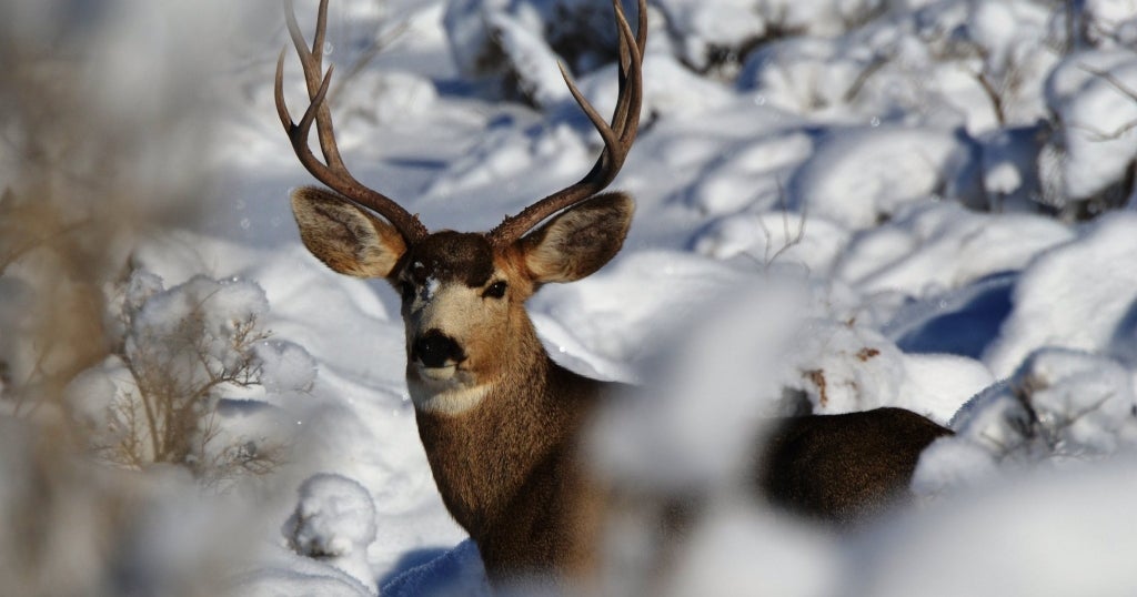 Pa. State Game Commission Approves Changes For 2020 Hunting Season ...