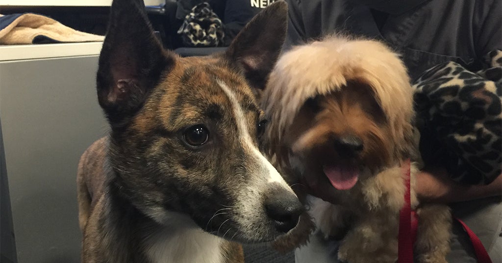 Furry Friend Finder: Ralph And Gordon Are In Need Of Fur-ever Homes ...