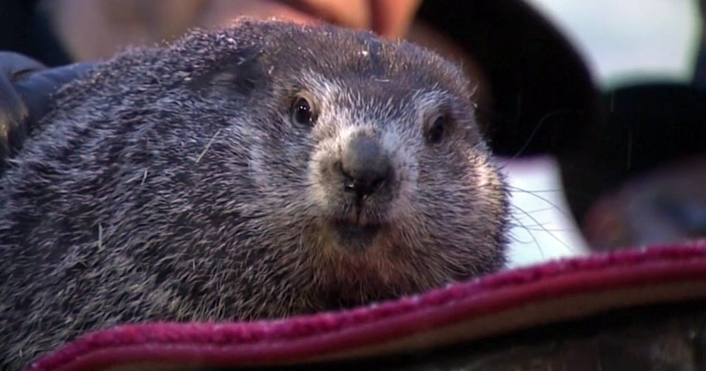 Staten Island Chuck Predicts Early Spring, While Punxsutawney Phil Say ...