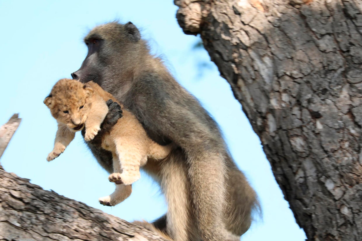 Baboon seen carrying little lion cub in South Africa: "Nature is cruel ...