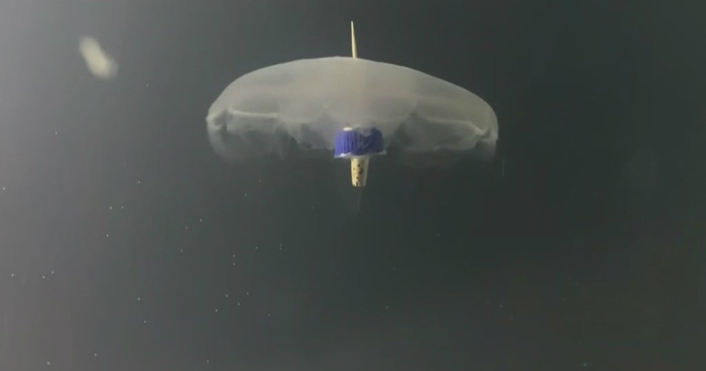 Stanford Research Project Turns Common Jellyfish Into Bionic Sea ...
