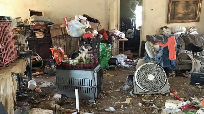 51 Animals, Including Chickens, Goats And Horse Rescued From ...