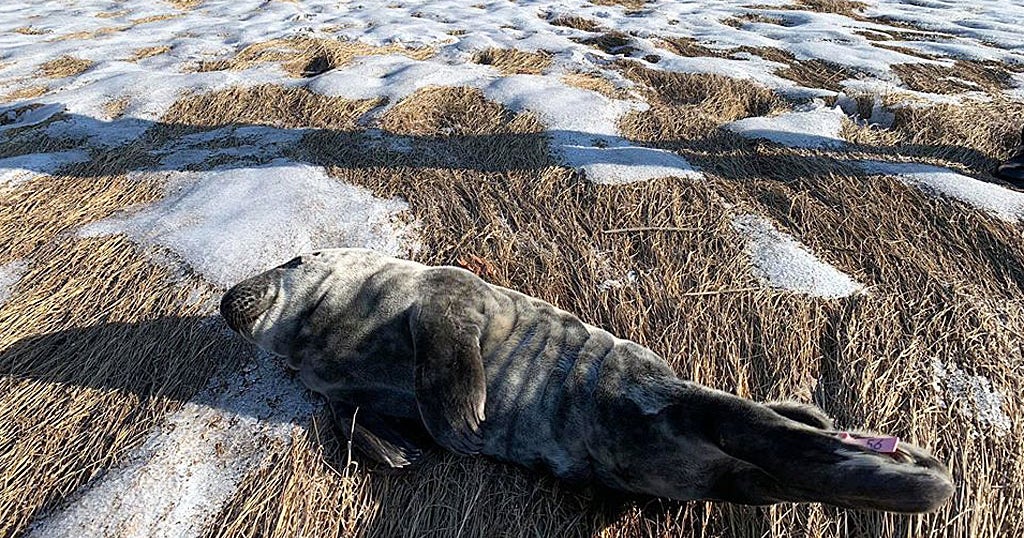 Rye Harbor Seal Rescued After Crawling Onto The Road Again - CBS Boston