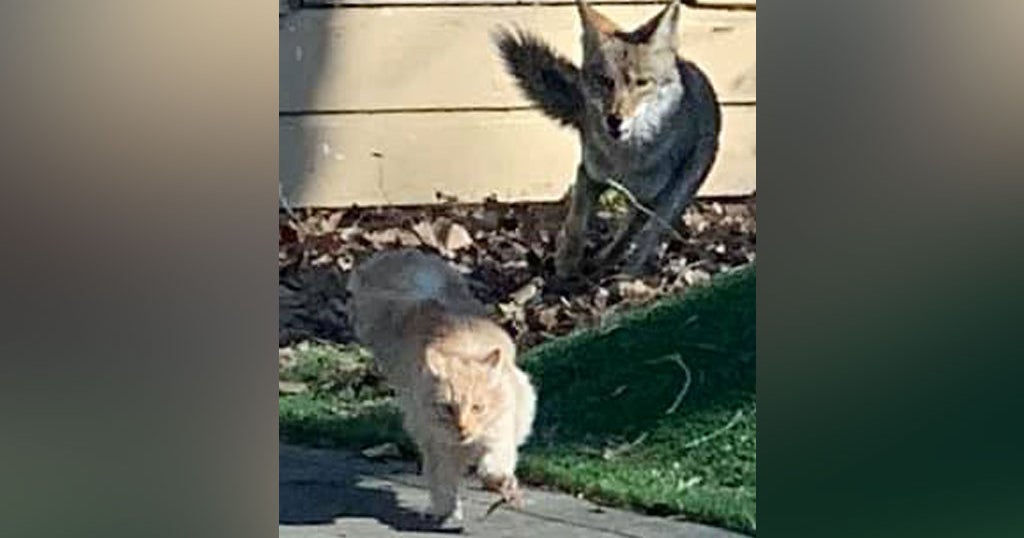 Woman Takes Photos Of Cat Being Chased By Coyotes In Midtown Sacramento ...