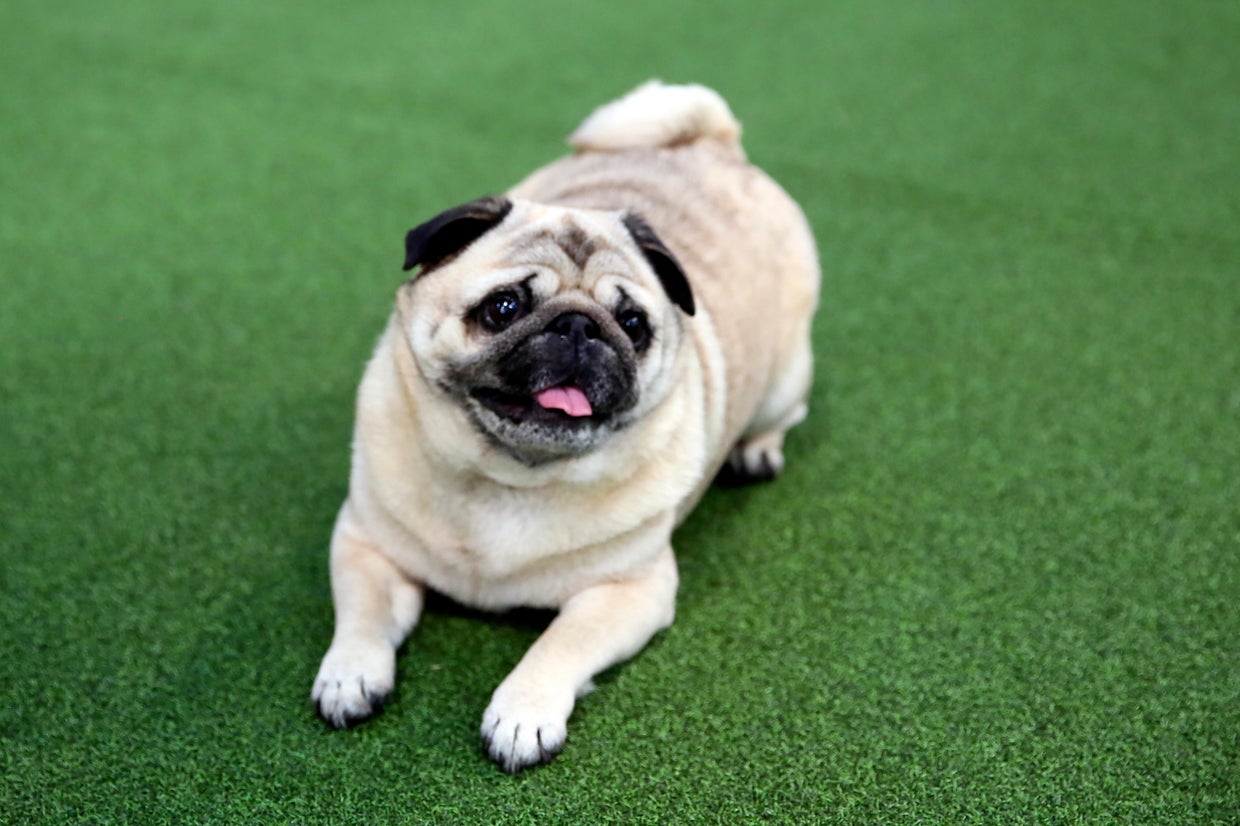 Photos from the 2020 Westminster Dog Show