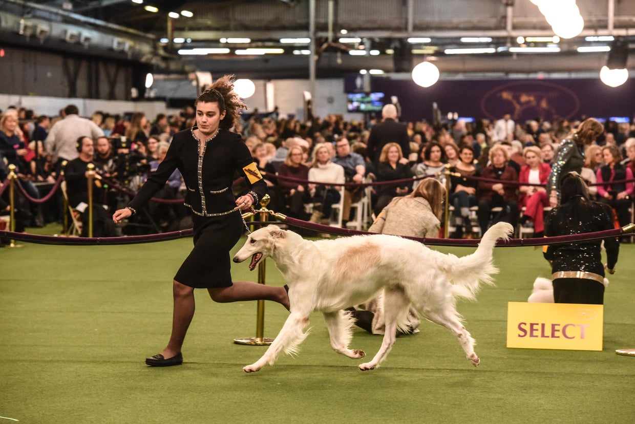 Photos from the 2020 Westminster Dog Show
