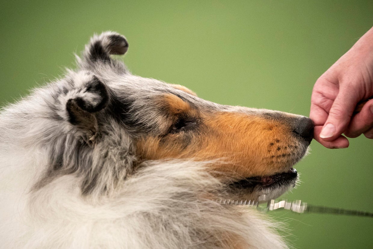 Photos from the 2020 Westminster Dog Show