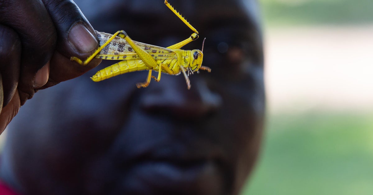 Locust swarms could rob millions in already-vulnerable East African ...