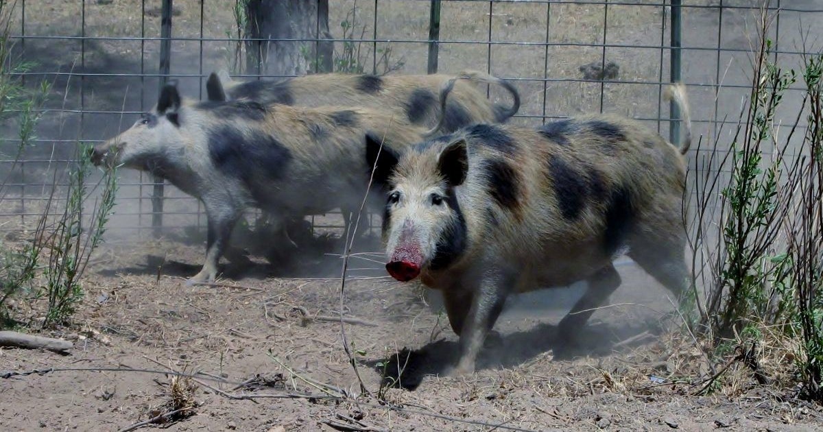 Wild Pigs In Colorado? Not Anymore, Say Wildlife Officials - CBS Colorado