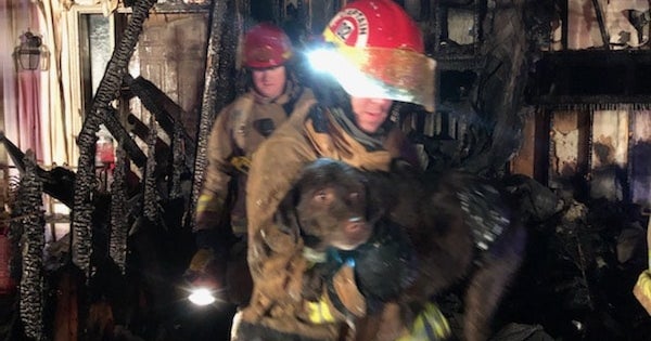 Forest Lake Fire Department Rescued 3 Dogs From Burning Home, 1 Dog ...