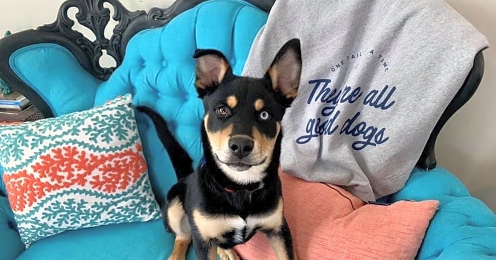 3 Adorable Pups To Adopt Now In Chicago - CBS Chicago