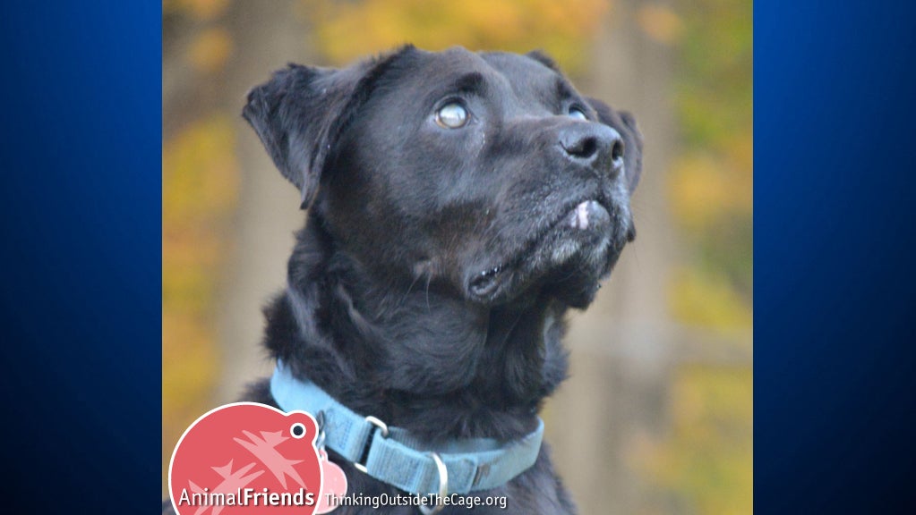 Furry Tails: Capone, Raven, Bandito & Scooby Are Waiting For Forever ...
