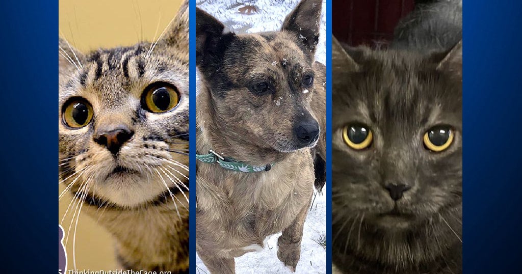 Furry Tails: Lasagna, Norah And Ice Are Waiting For Forever Homes - CBS ...
