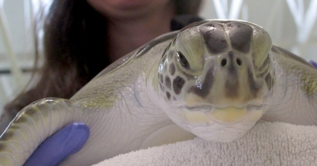 Rescued Sea Turtles Making Slow Recovery At New Jersey Zoo - CBS New York