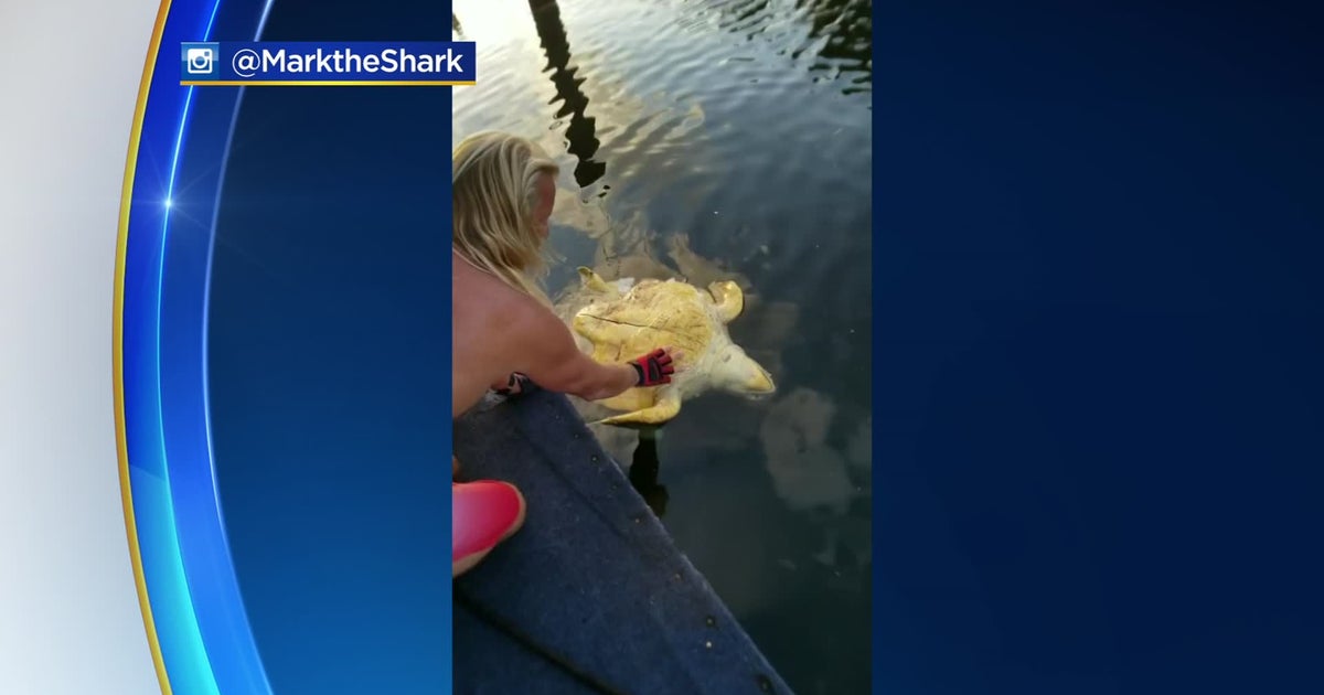 Sea Turtle Run Over By Boat In Intracoastal Waterway Dies, Boaters ...