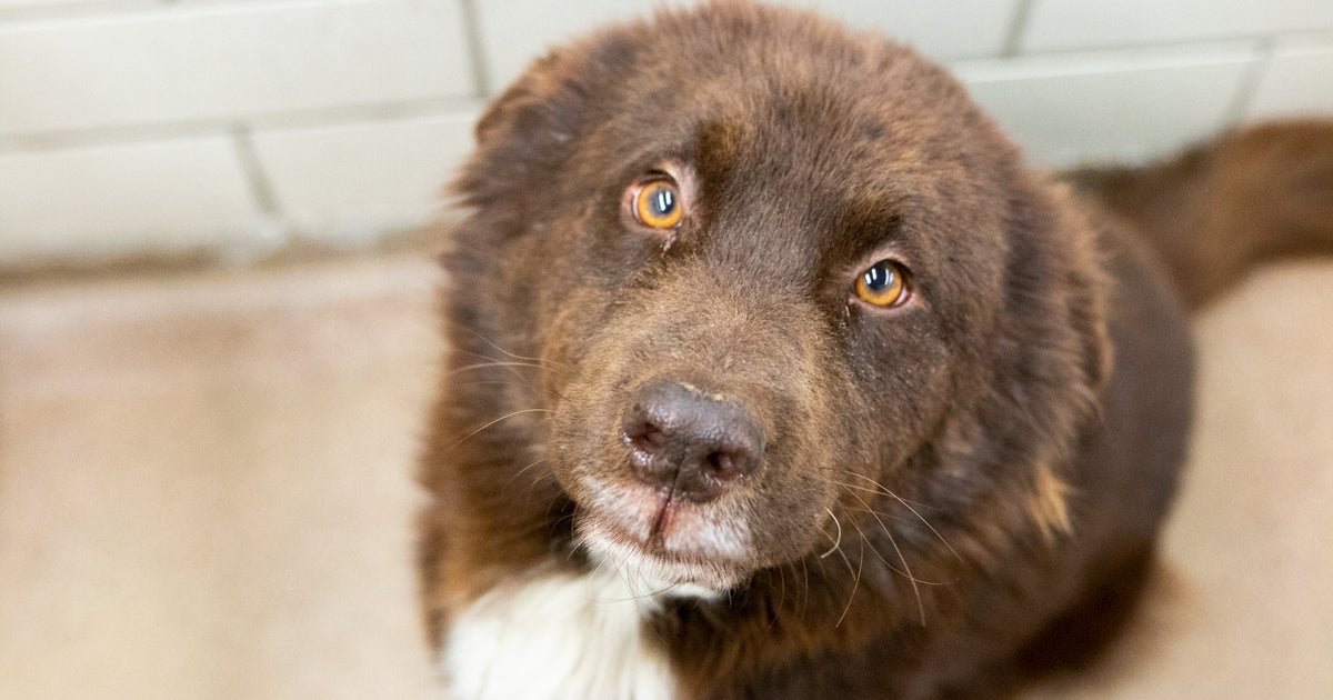 Animal Humane Society reopening adoption centers in Golden Valley and ...