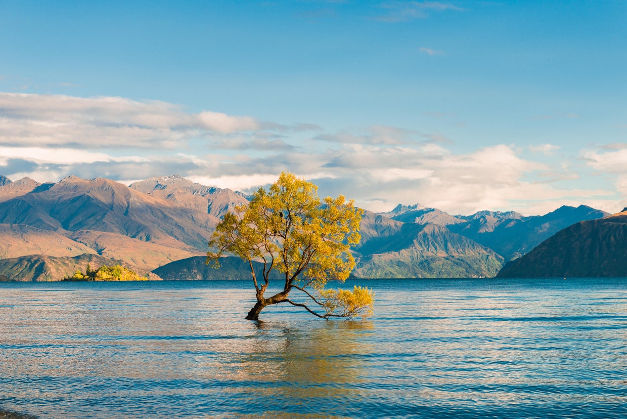 New Zealand's famous Wanaka tree, a symbol of hope, vandalized - CBS News