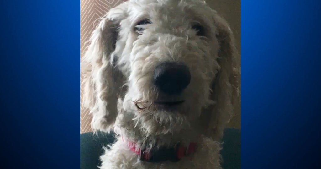 Lancer The Goldendoodle Is The Newest Emotional Support Dog For Deer ...