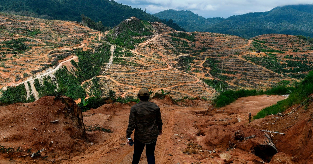 Human impact on the environment may make pandemics more likely, experts ...
