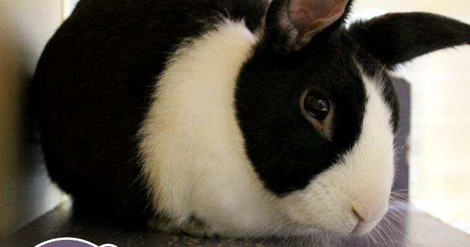 Furry Tails: Carson Is Waiting For A Forever Home - CBS Pittsburgh