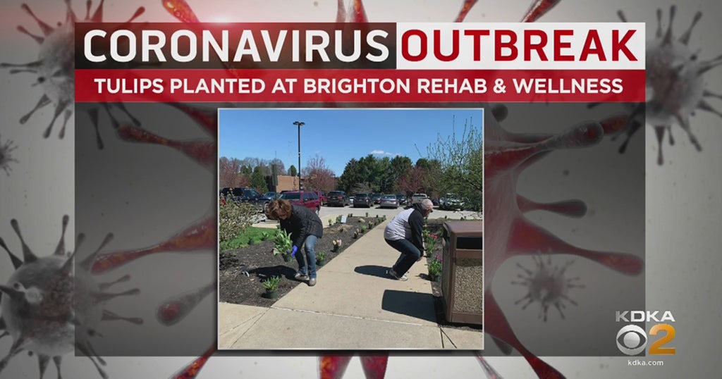 Tulips Planted Outside Of Beaver County Facility Where Coronavirus ...