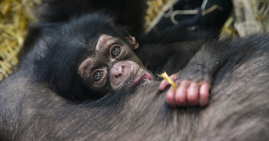 Sweet Video Shows Baby Chimp Trying To Stand At Maryland Zoo - CBS ...