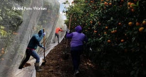 "We are in trouble": Undocumented farmworkers help feed America but ...