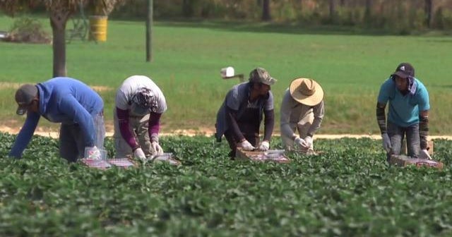U.S. farmworkers put their lives on the line during COVID-19 pandemic ...