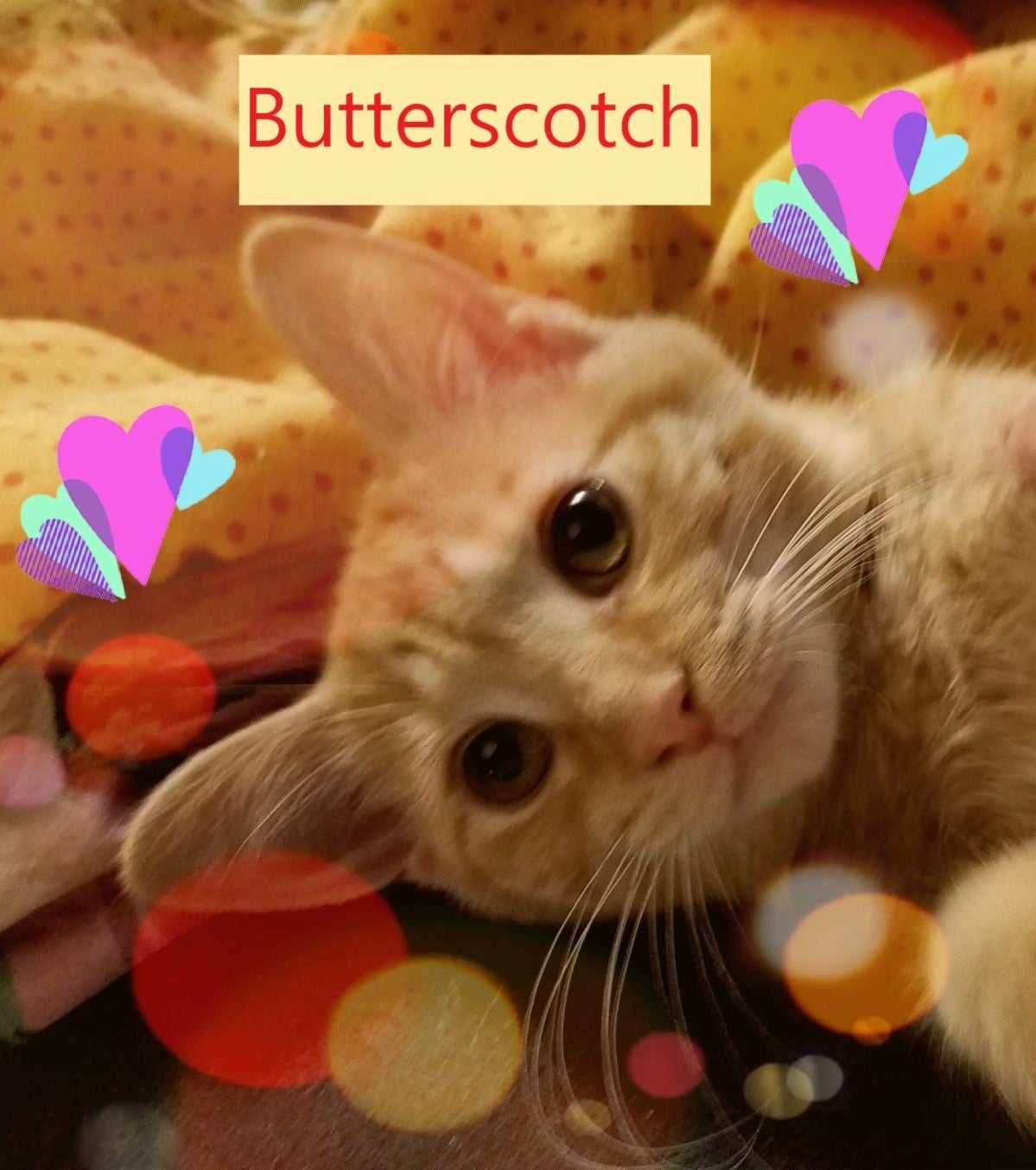 Furry Tails: Reba & Raven And Luna & Butterscotch Are Waiting For ...