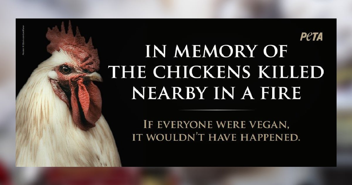 PETA Plans Billboard To Memorialize Chickens, Shame Meat Eaters After ...