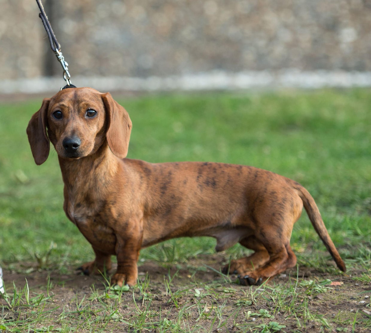 The most popular dog breeds in America