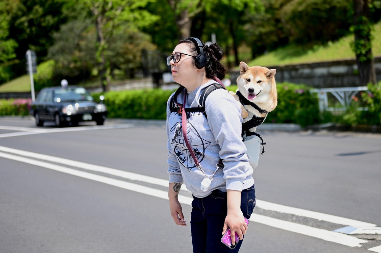 The most popular dog breeds in America