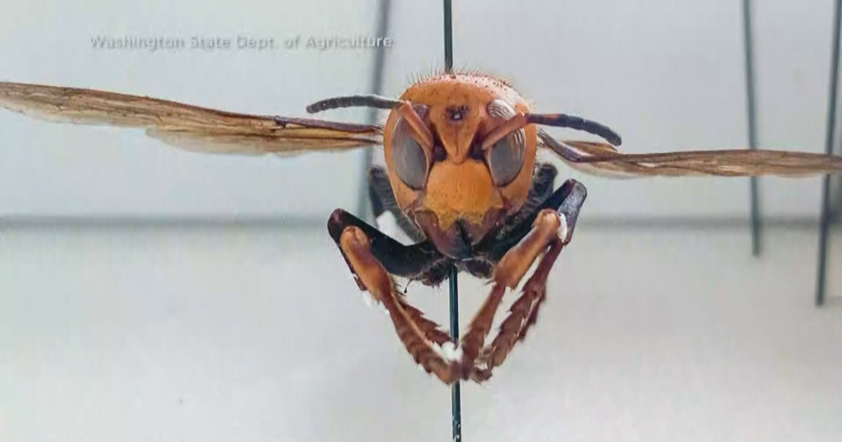 'Murder Hornet' With Potentially Deadly Sting Arrives In United States ...