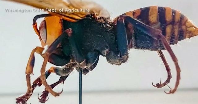 "Murder hornets" may have come to U.S. as "unwitting hitchhikers" - CBS ...