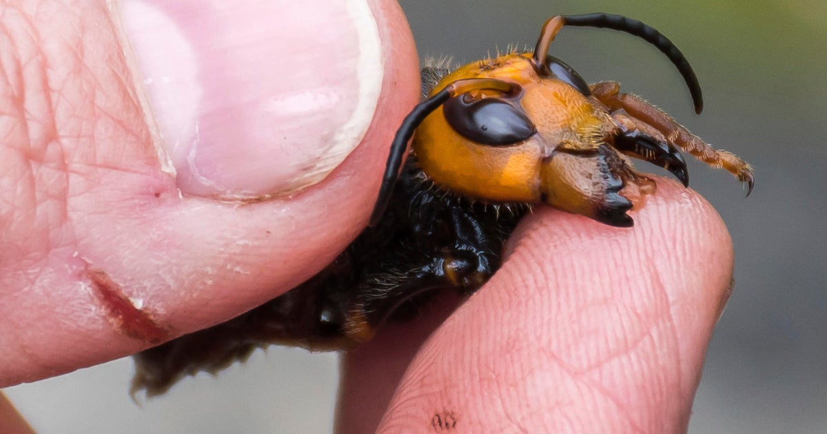 Forget "murder hornets," experts say — mosquitos are the real "murder ...