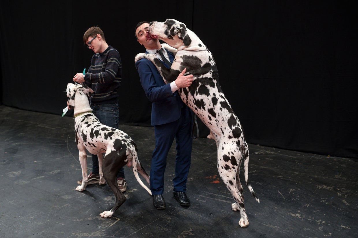 The most popular dog breeds in America