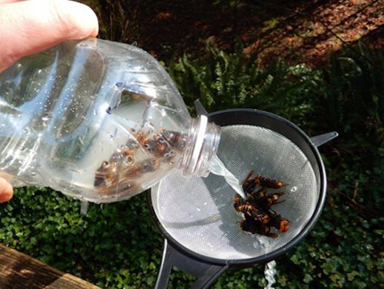 "Murder hornets" in America: What you need to know