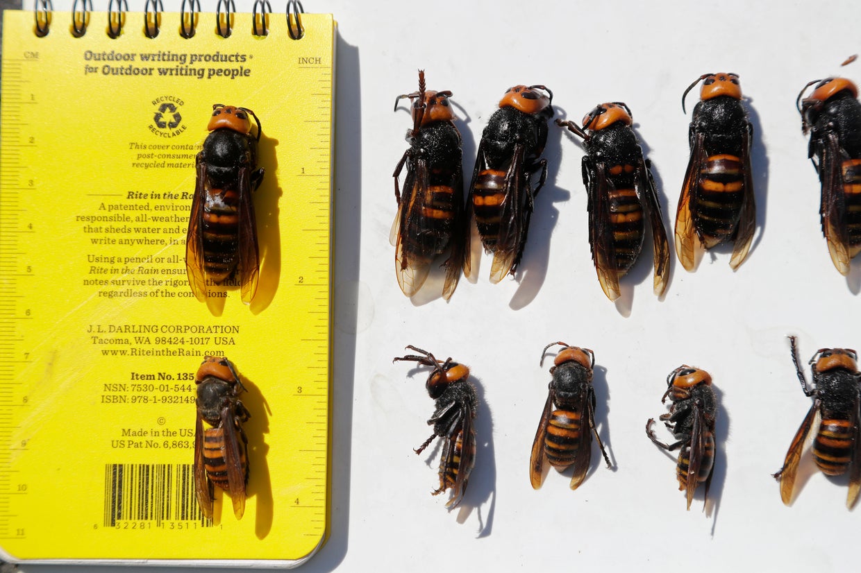 "Murder hornets" in America: What you need to know