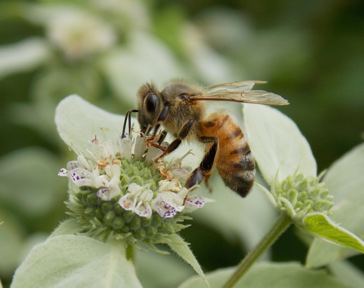 "Murder hornets" in America: What you need to know