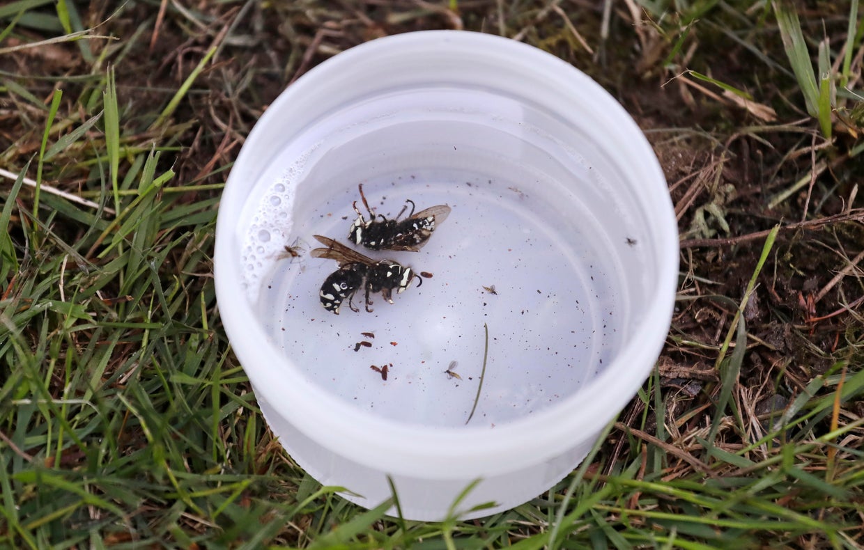 "Murder hornets" in America: What you need to know