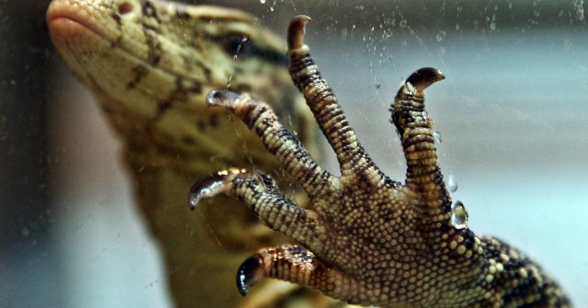 Check Your Yards, Champlin Residents: 3-Foot-Long Pet Monitor Lizard ...