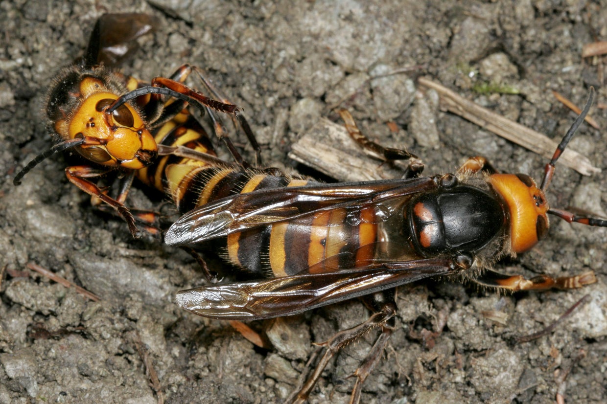 "Murder hornets" in America: What you need to know