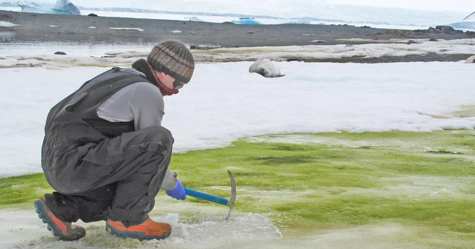 Climate change is causing Antarctica's snow to turn green, study says ...