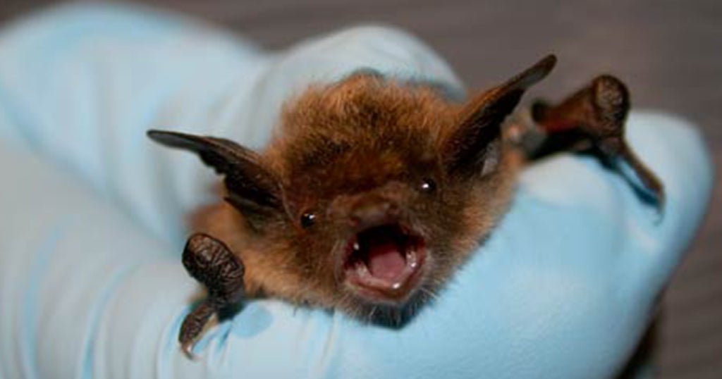 New Hampshire Seeks Volunteers For Counting Bats - CBS Boston