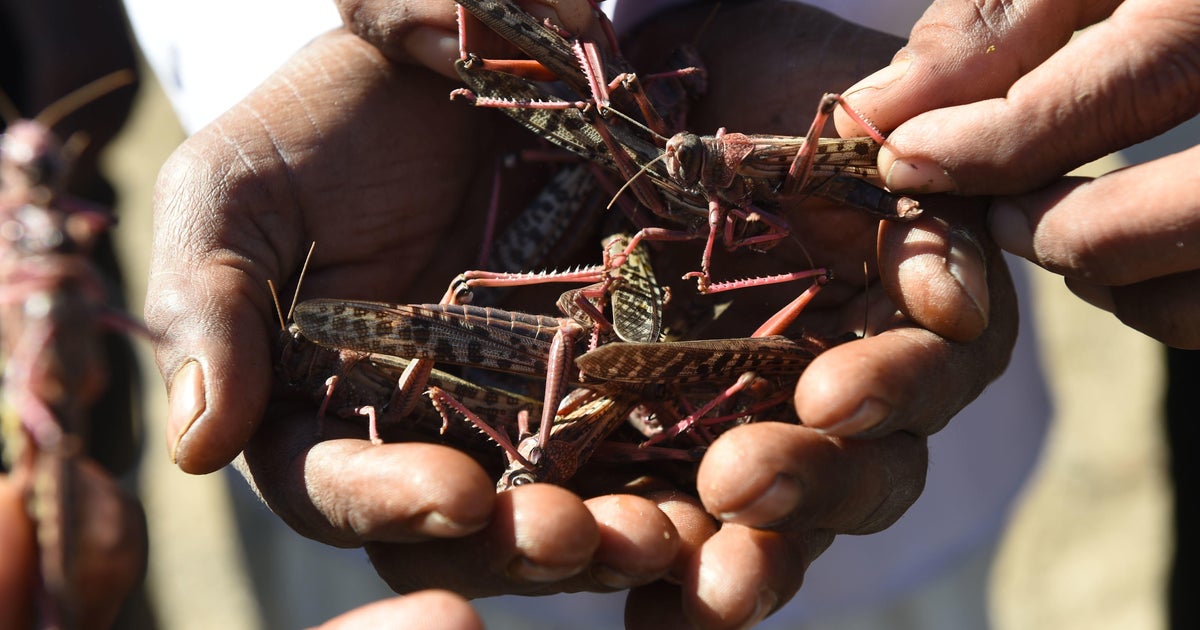 Coronavirus-battered India is now battling a plague of locusts - CBS News