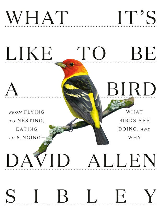 Illustrator David Sibley's bestselling field guides for birdwatchers ...