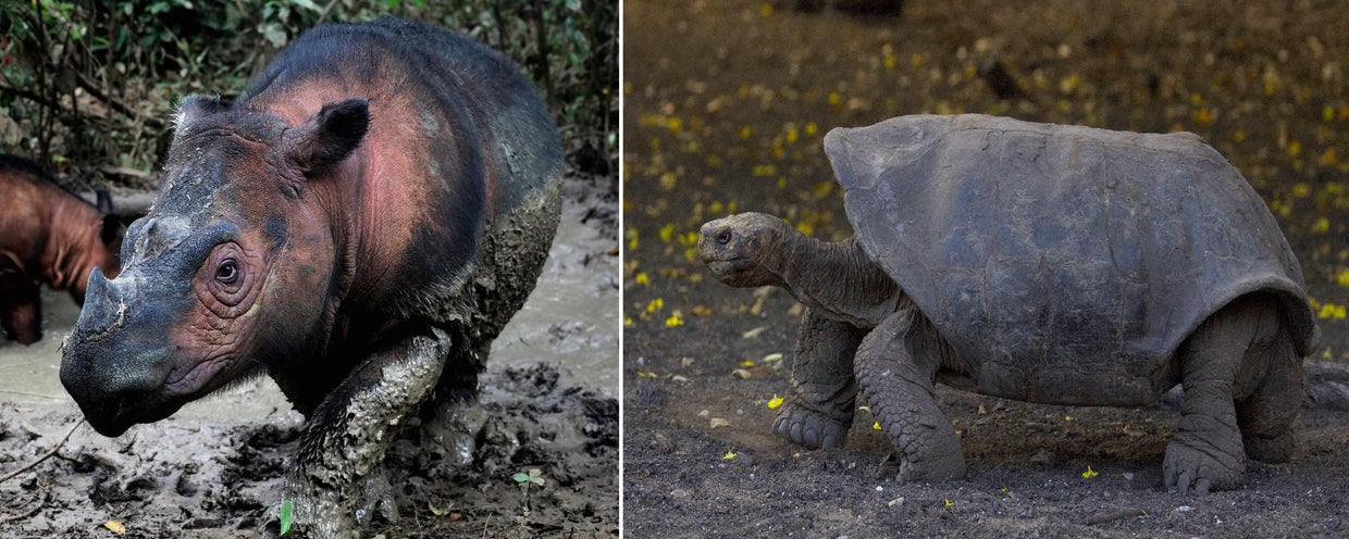 With more species at risk of extinction, study warns of "biological ...